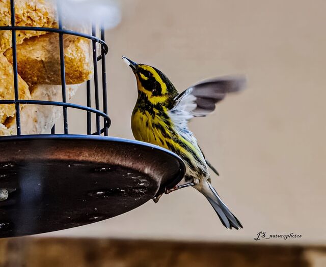 Townsend's Warbler