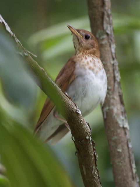 Veery