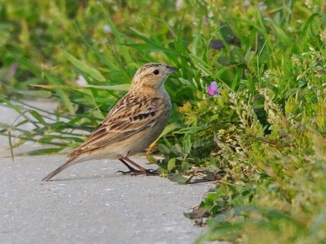 Chestnut-collared Longspur