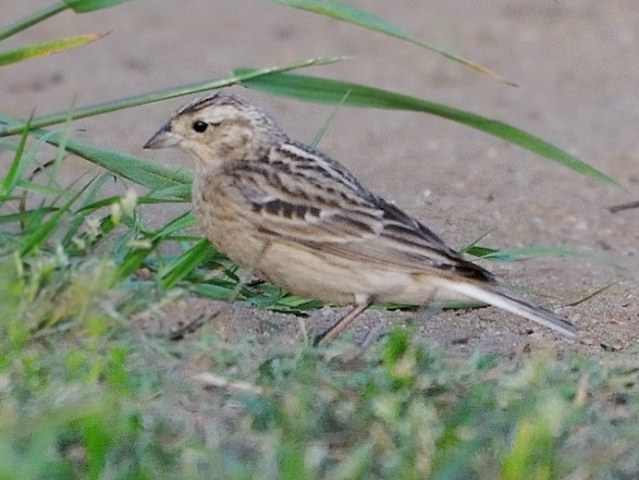 Chestnut-collared Longspur