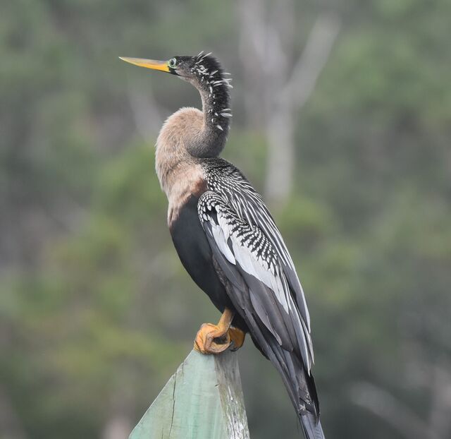 Anhinga