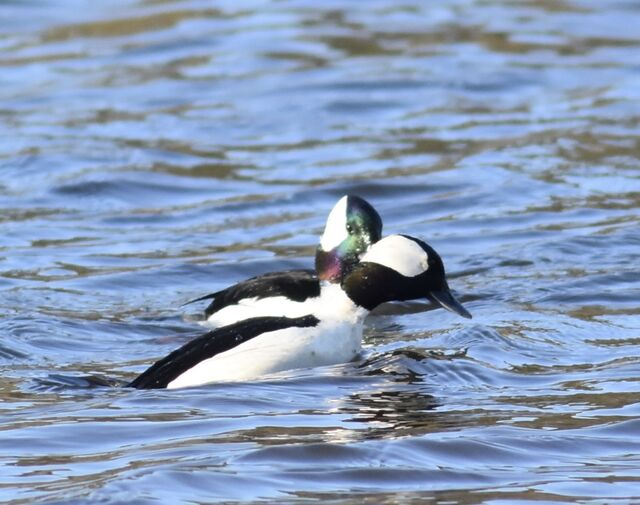 Bufflehead