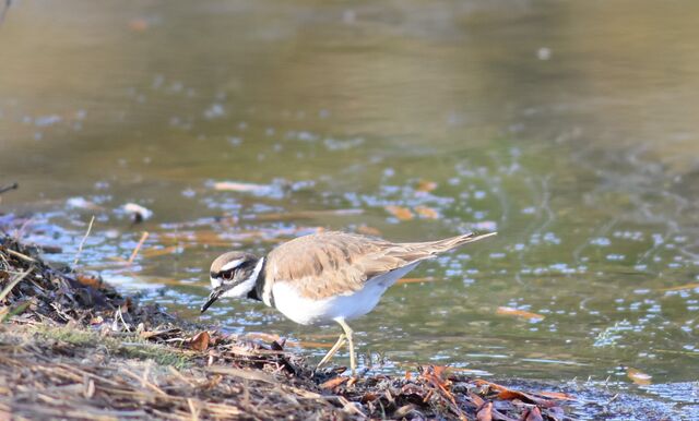 Killdeer