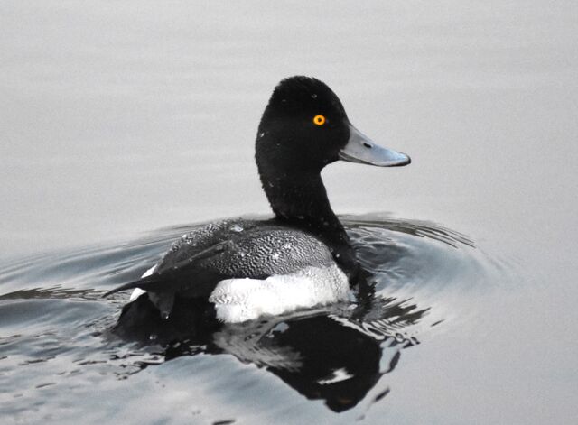 Lesser Scaup
