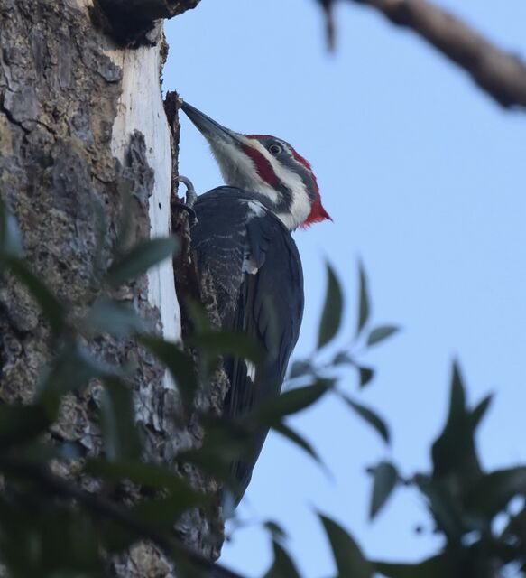 Pileated Woodpecker