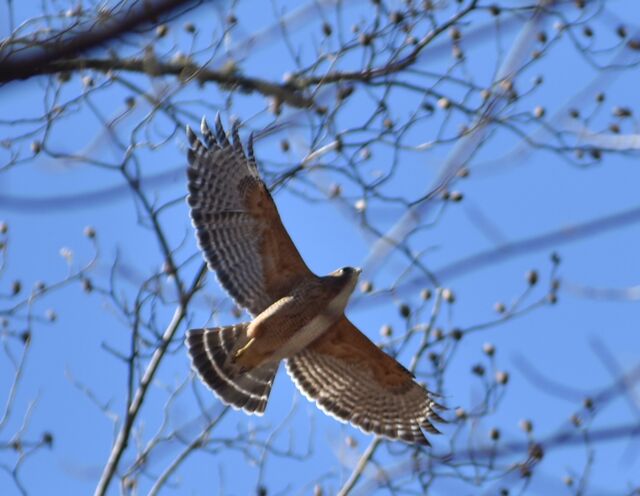 Red-shouldered Hawk
