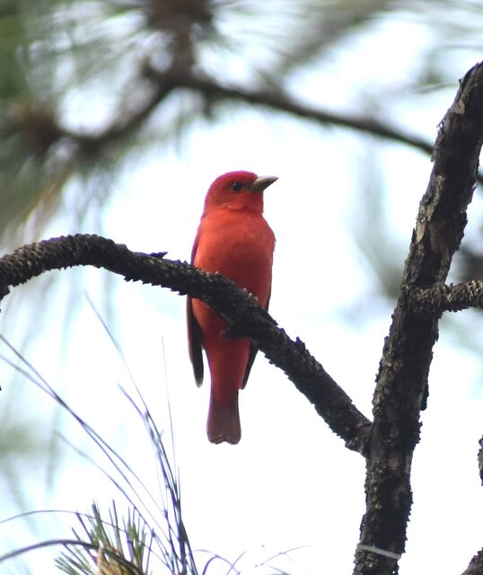 Scarlet Tanager