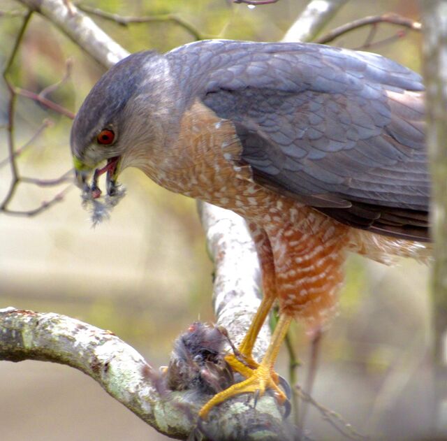 Cooper's Hawk