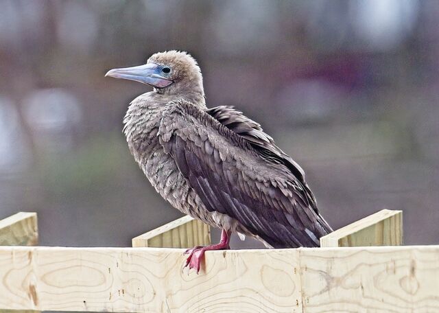 Red-footed Booby