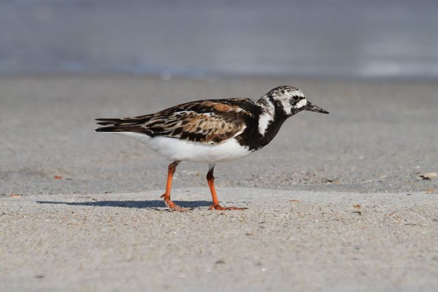 Ruddy Turnstone