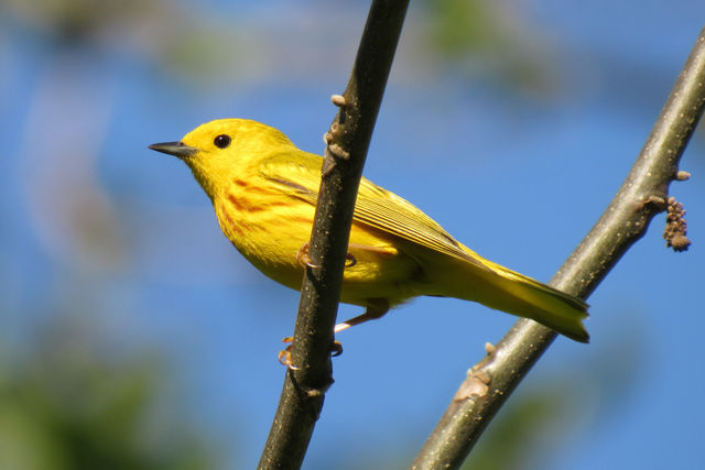Yellow Warbler