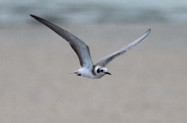 Black Tern