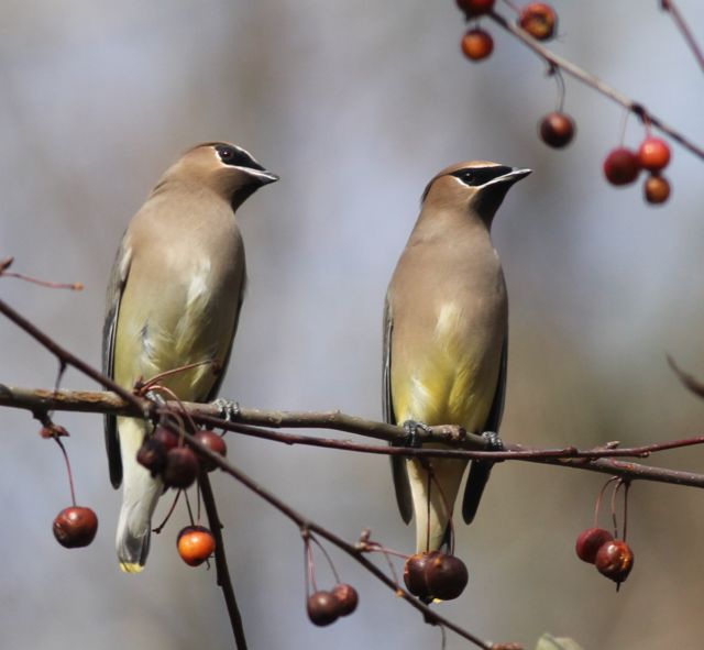 Cedar Waxwing