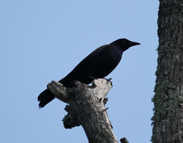 Common Grackle