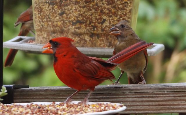 Northern Cardinal