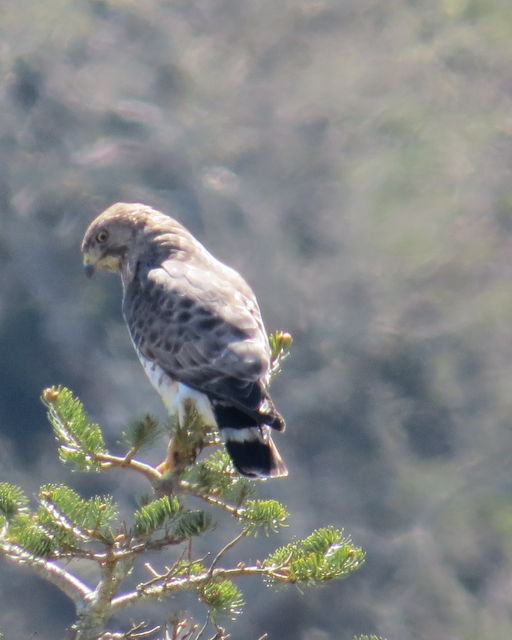Broad-winged Hawk