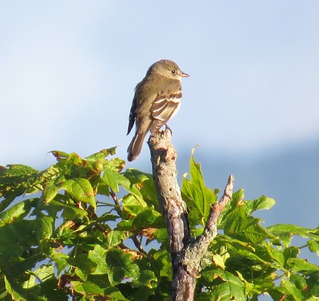 Alder Flycatcher