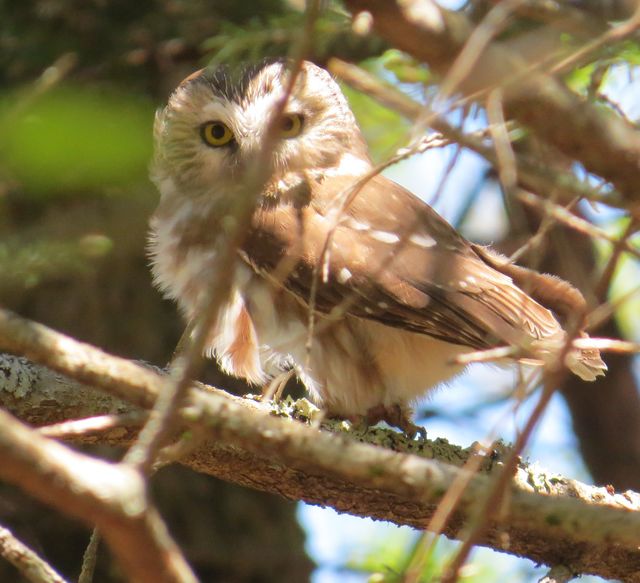 Northern Saw-whet Owl