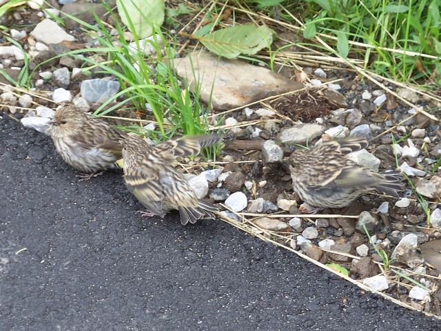 Pine Siskins