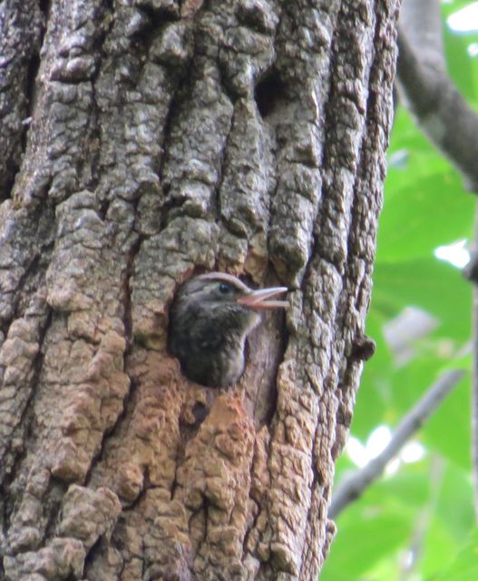 Yellow-bellied Sapsucker