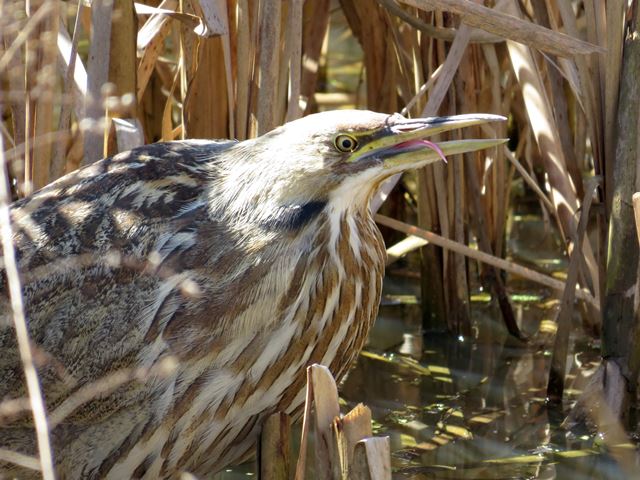 American Bittern