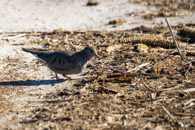 Common Ground Dove