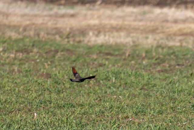 Common Ground Dove