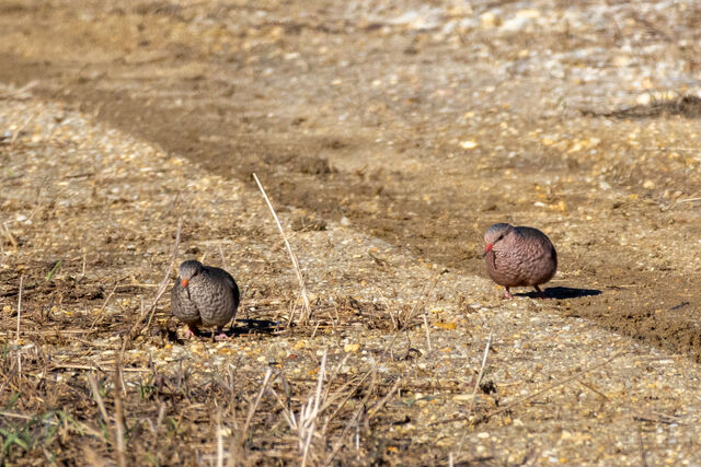 Common Ground Dove
