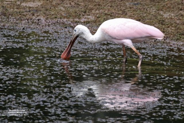 Roseate Spoonbill