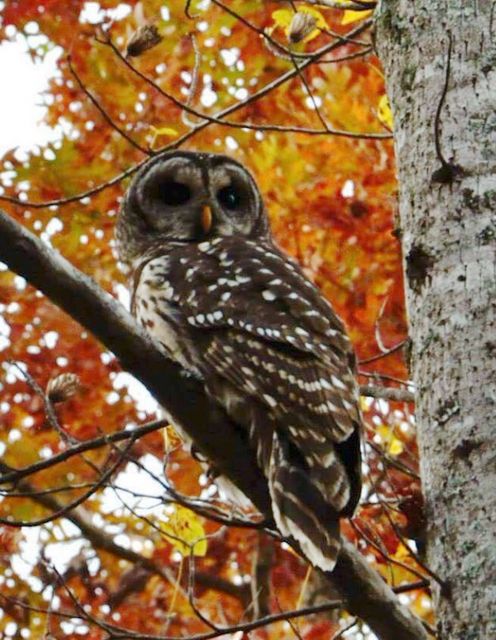 Barred Owl