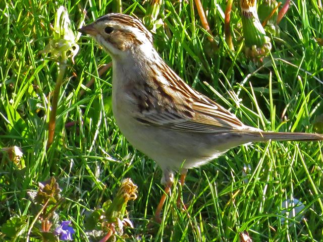 Clay-colored Sparrow