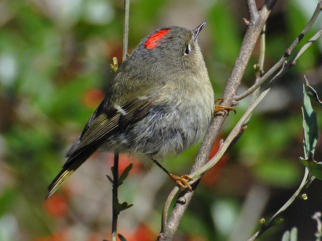 Ruby-crowned Kinglet