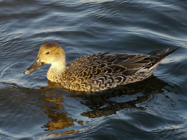 Northern Pintails