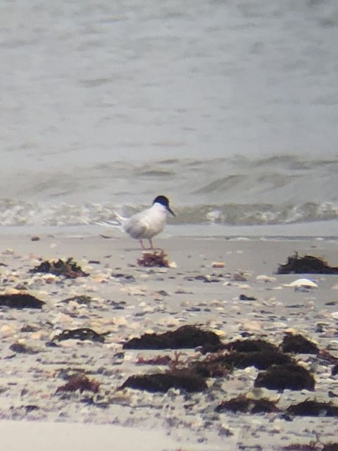 Roseate Tern