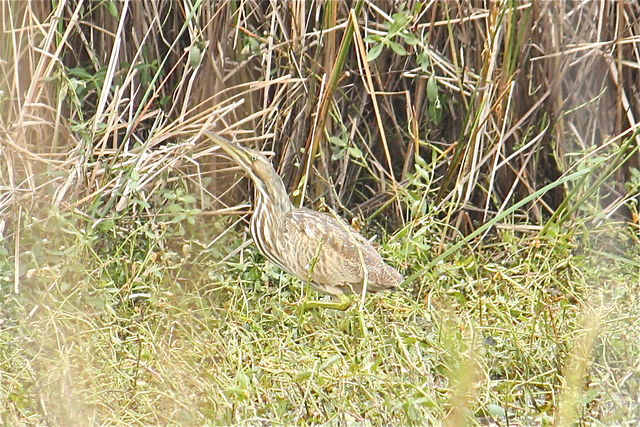 American Bittern