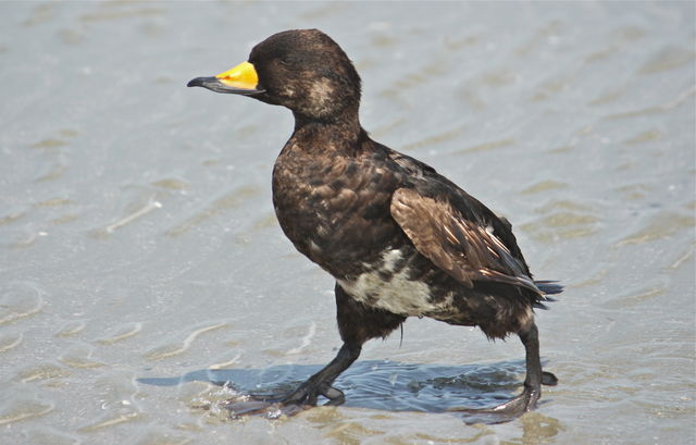 Black Scoter