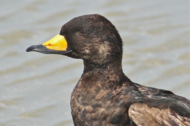Black Scoter