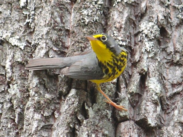 Canada Warbler