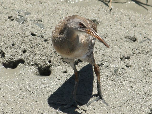 Clapper Rail
