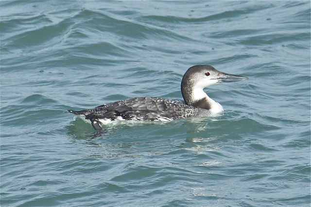 Common Loon