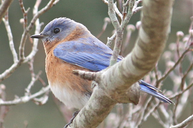 Eastern Bluebird
