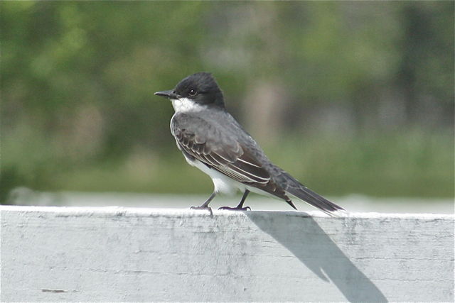 Eastern Kingbird