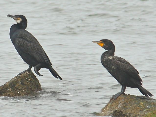 Great Cormorant and Double-crested Cormorant