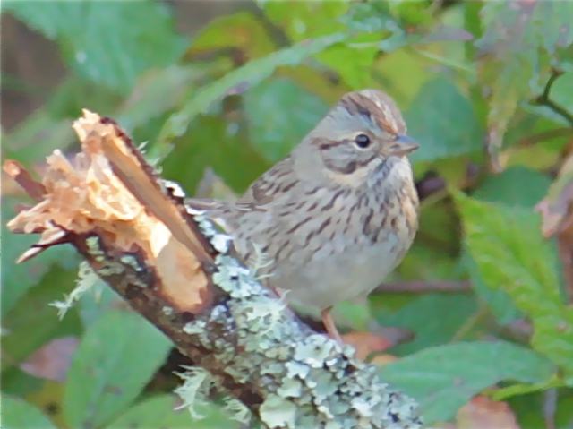 Lincoln's Sparrow