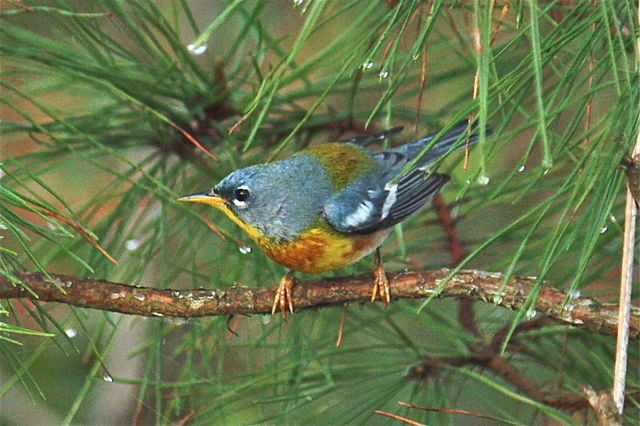 Northern Parula