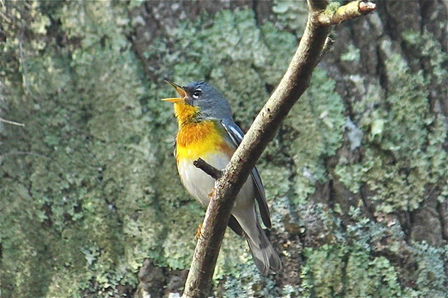 Northern Parula