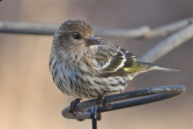 Pine Siskin