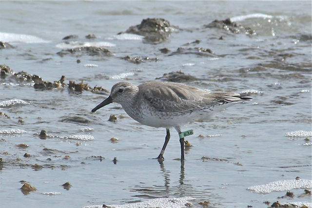 Red Knot