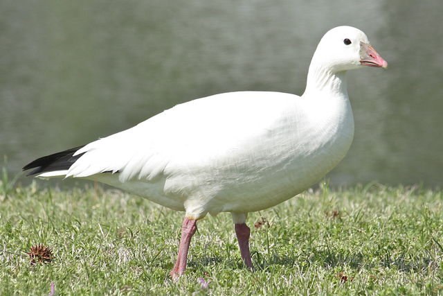 Ross's Goose