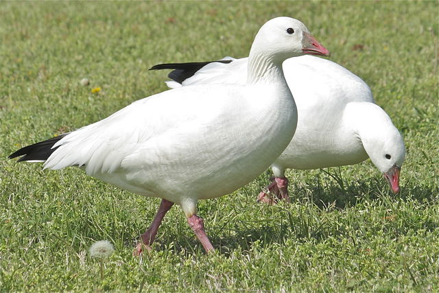 Ross's Goose